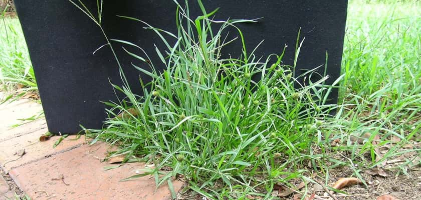 kweekgras_840_400 - Ouders van nature